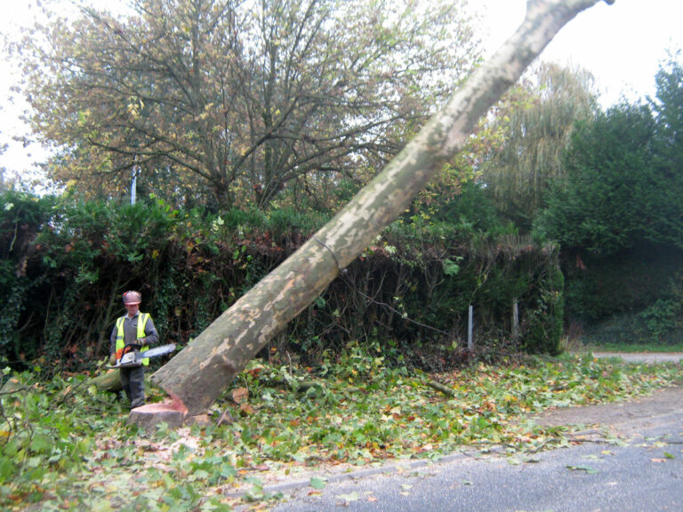 Abattage - GC Service Forestier